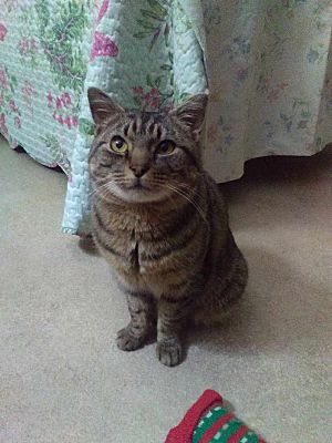 Meet Sybil the Cat! – MoronicArts